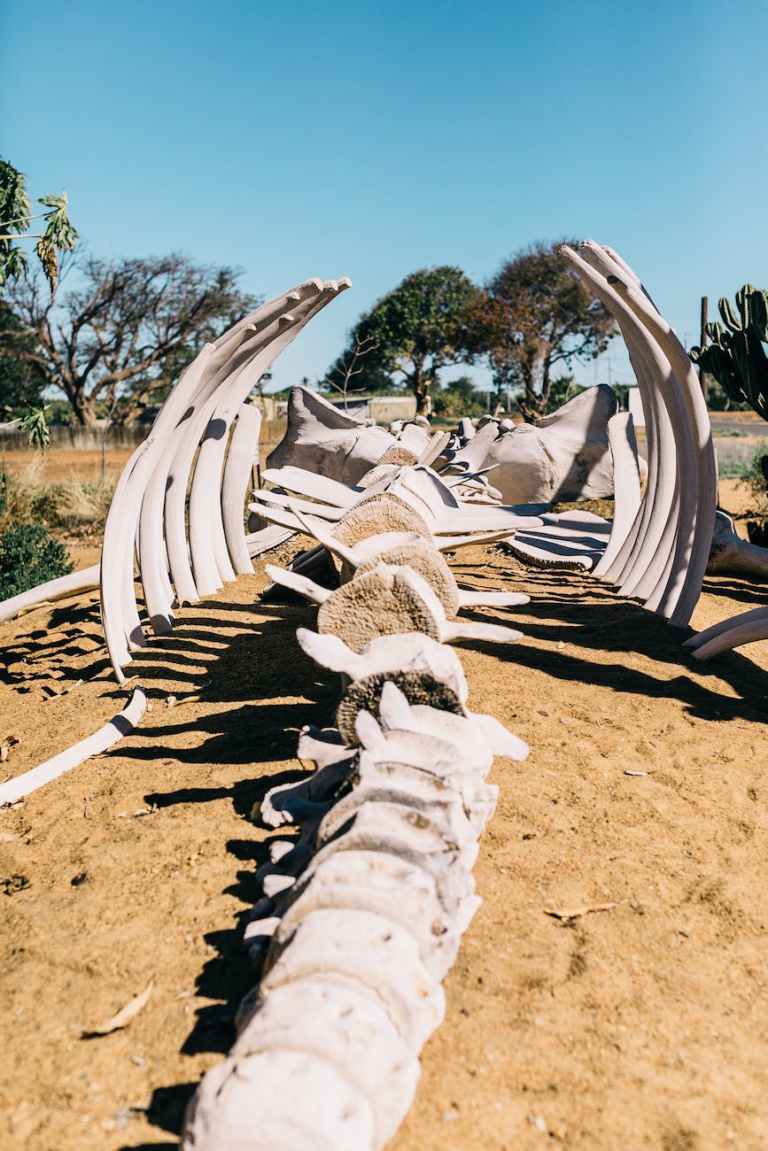 Book Review: The Whalebone Theatre – Paradise is a Library